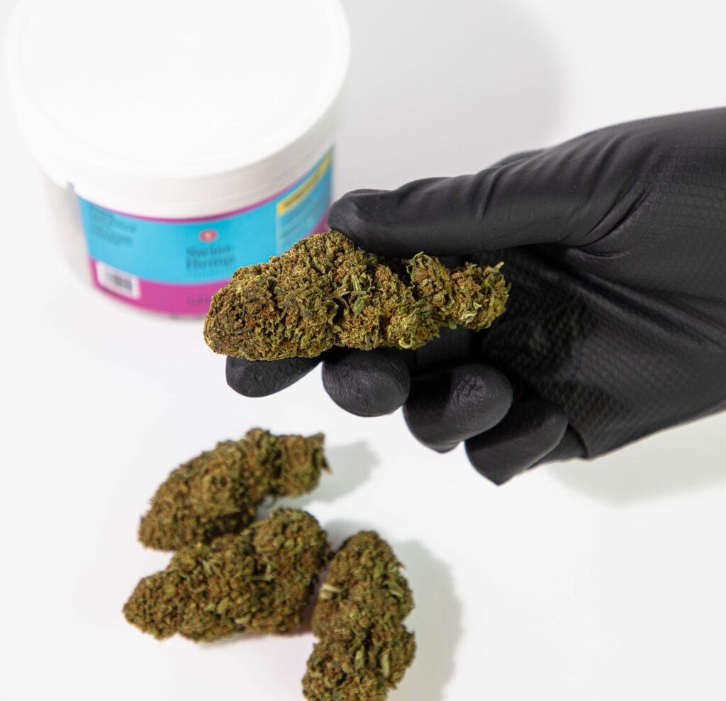 Susz Konopny CBD Gelato - szukasz czegoś super? - CBD King